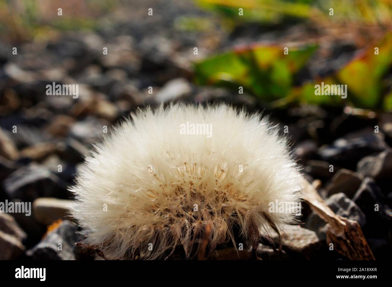 Taraxacum kok saghyz hi-res stock photography and images - Alamy