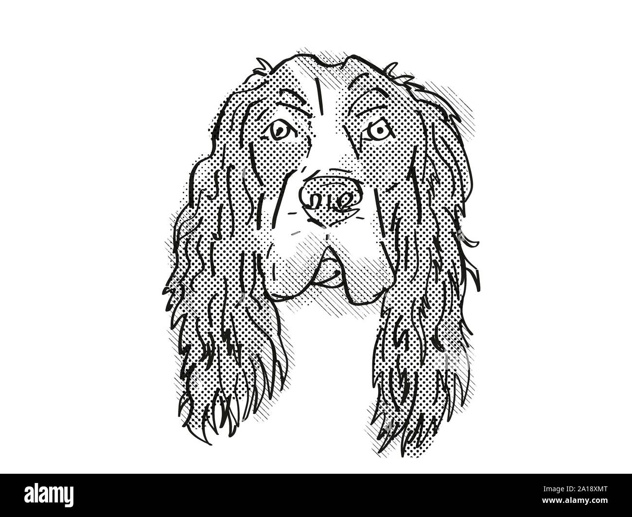 English cocker spaniel drawing hi-res stock photography and images - Alamy