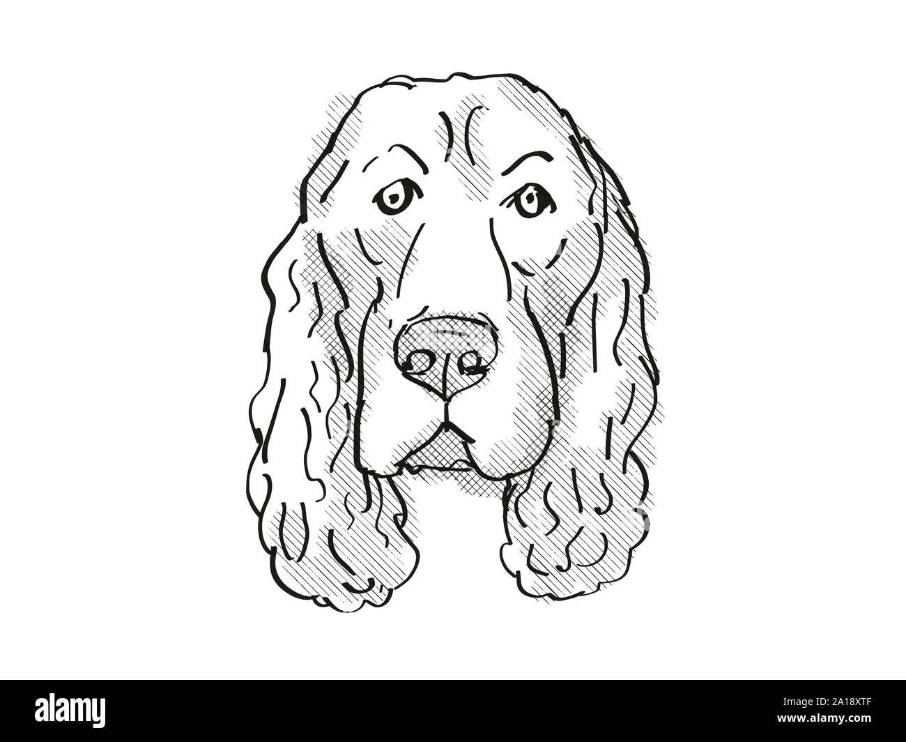Retro cartoon style drawing of head of a Field Spaniel, a domestic dog ...