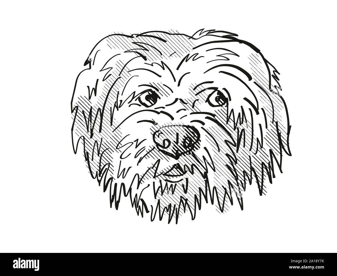 Retro cartoon style drawing of head of a Havanese dog, a domestic ...
