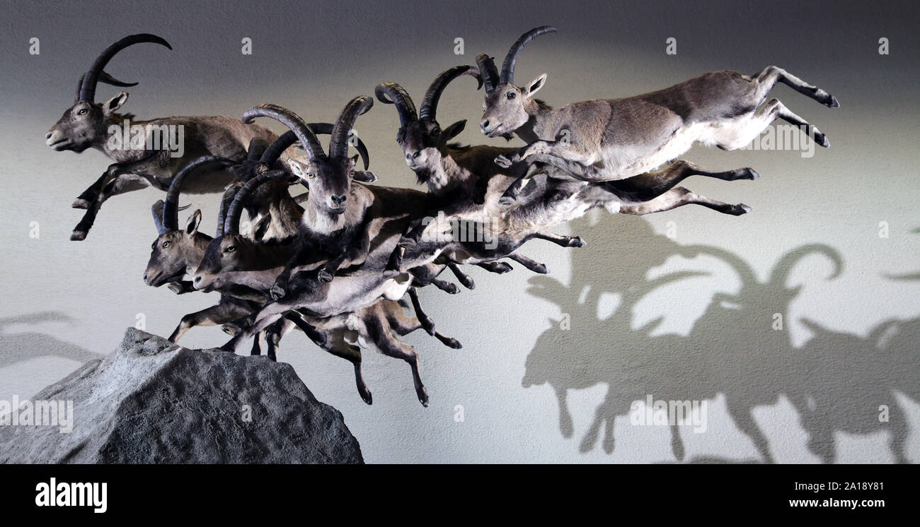 Natural history museum Brussels.bighorn sheep Stock Photo - Alamy