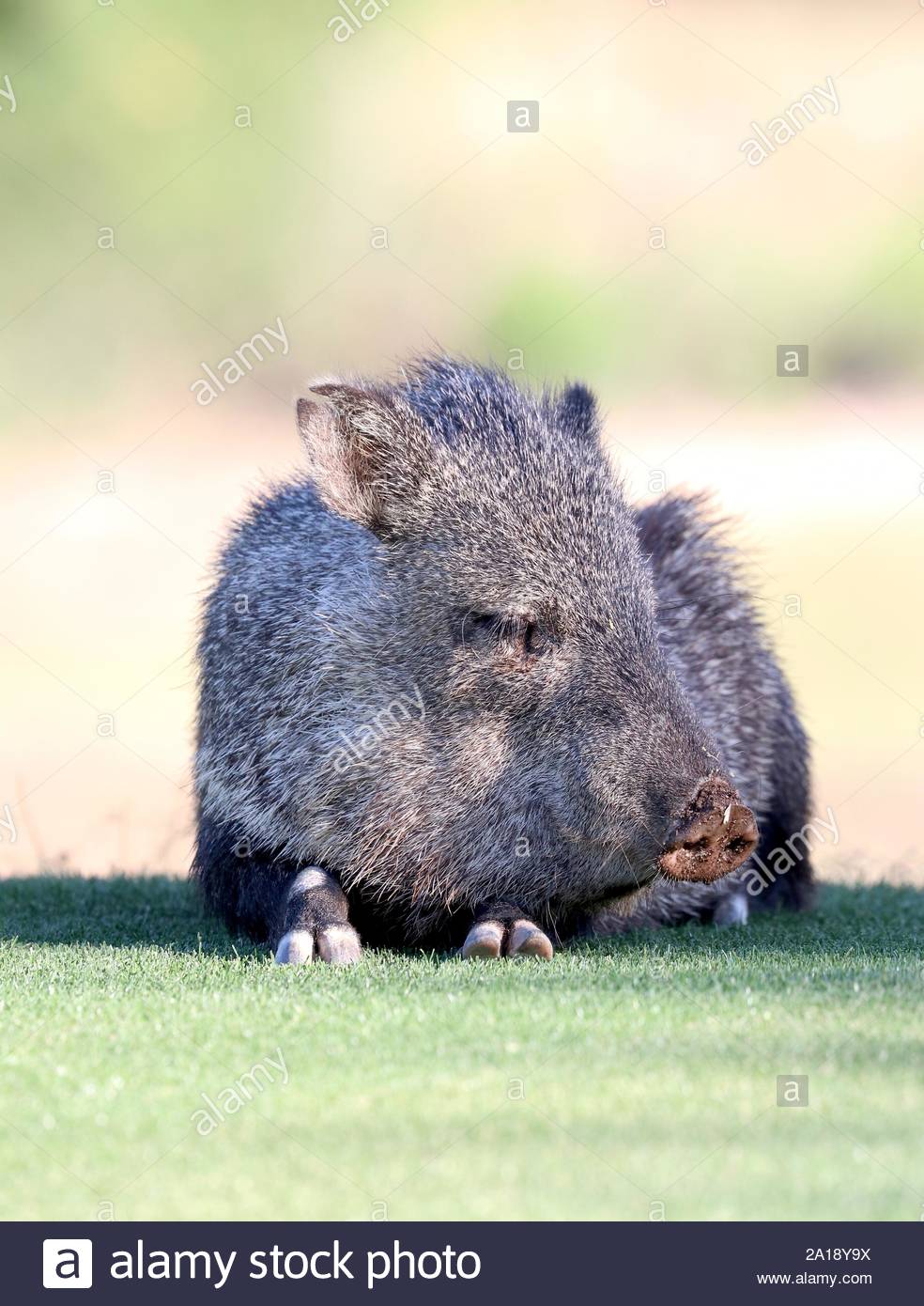 Skunk Pig High Resolution Stock Photography and Images - Alamy