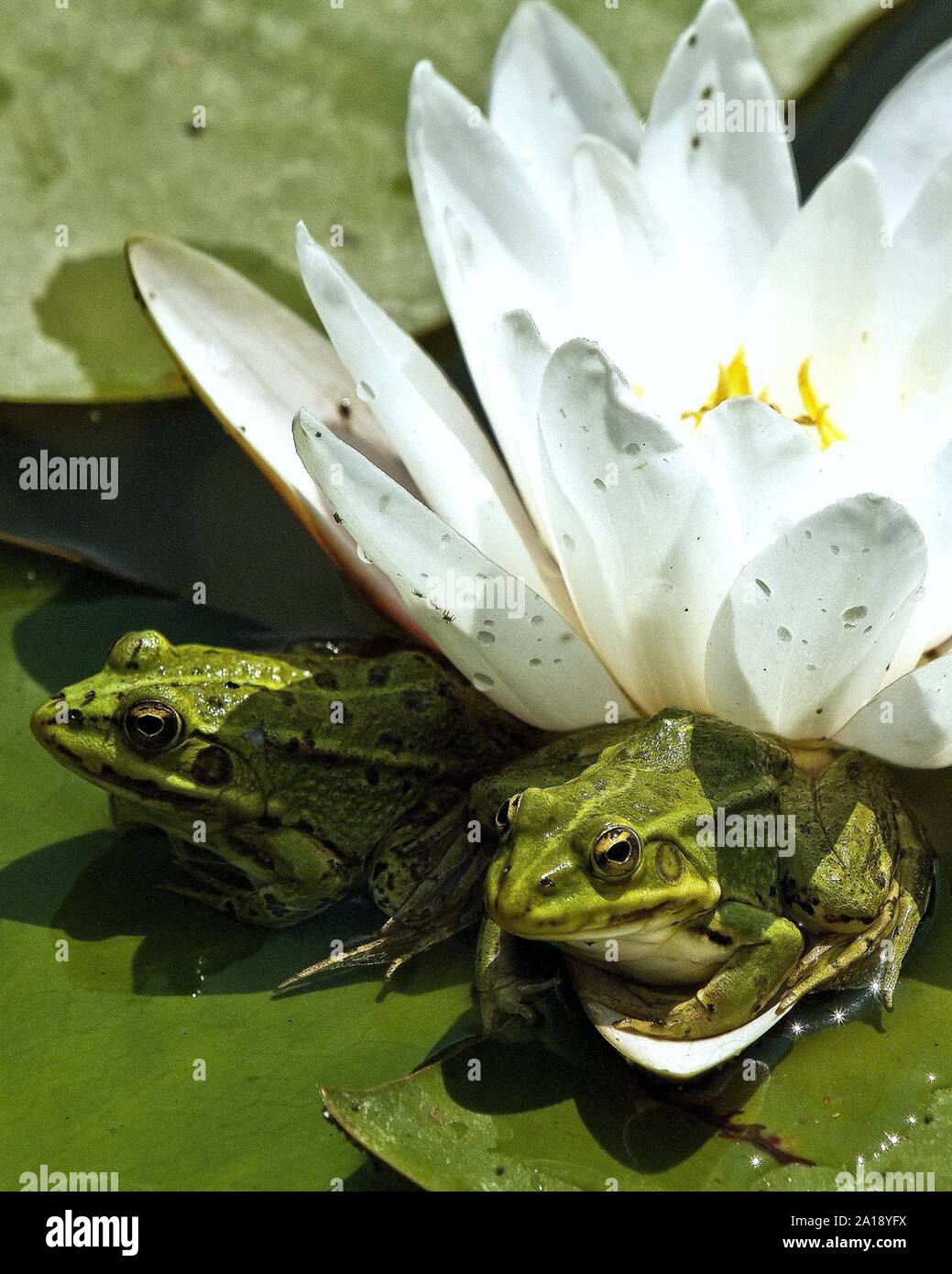 Frog Sitting On Lotus Leaf High Resolution Stock Photography and Images ...