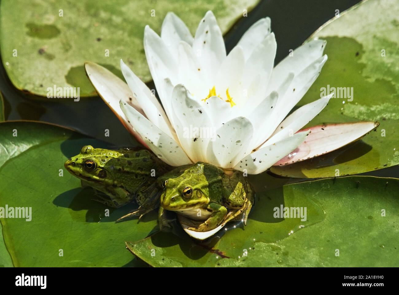 Frog sitting on lotus leaf hi-res stock photography and images - Alamy
