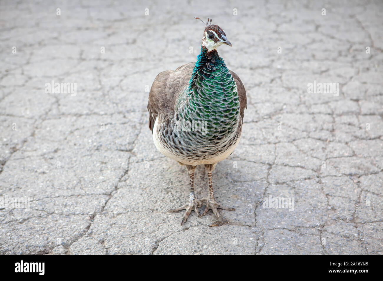 Curious peafowl hi-res stock photography and images - Alamy