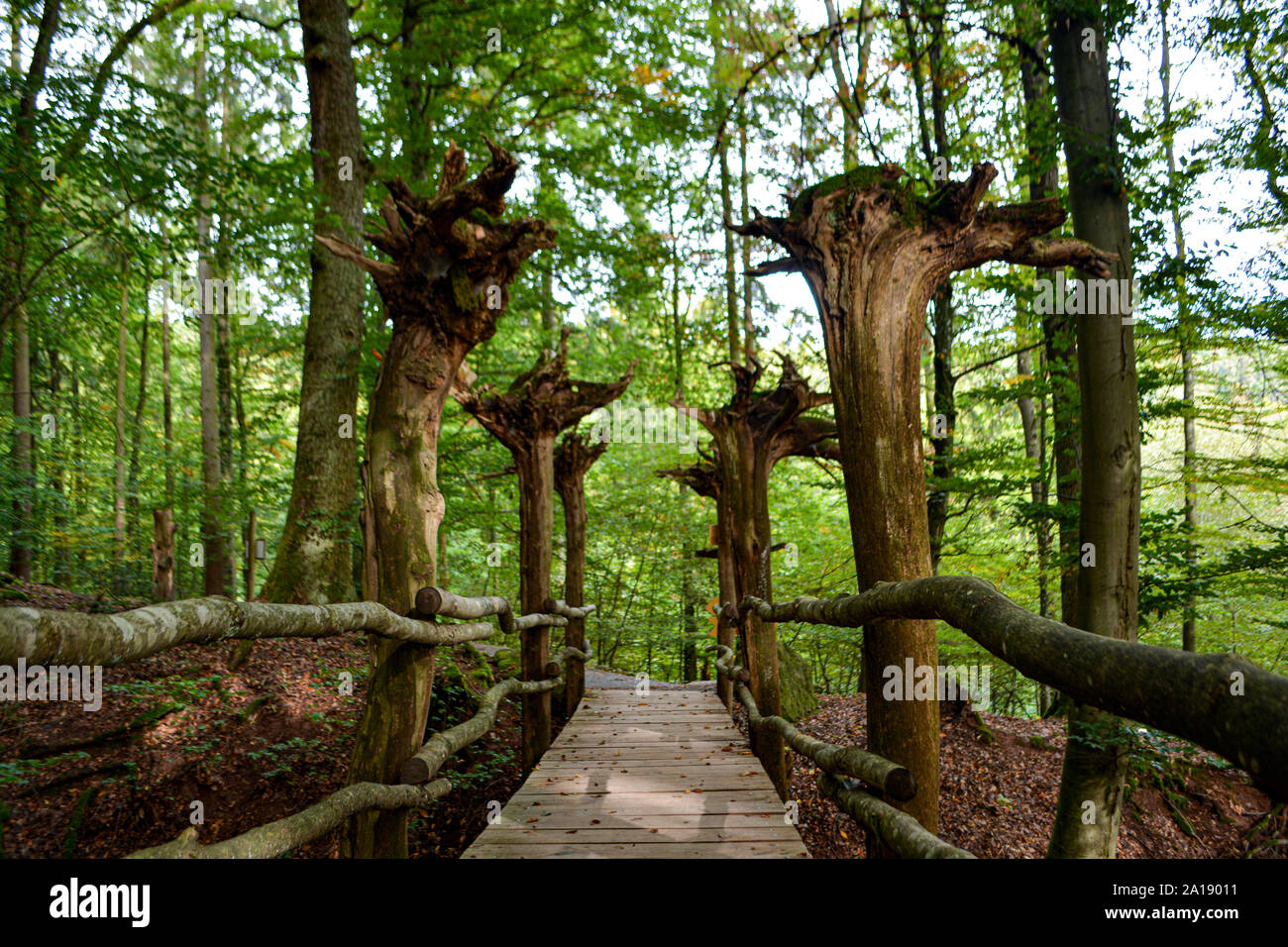 German Forest in September with green trees and a little bridge Stock ...