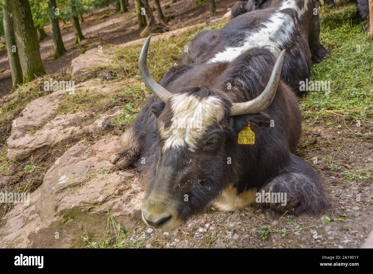 African bovien hi-res stock photography and images - Alamy