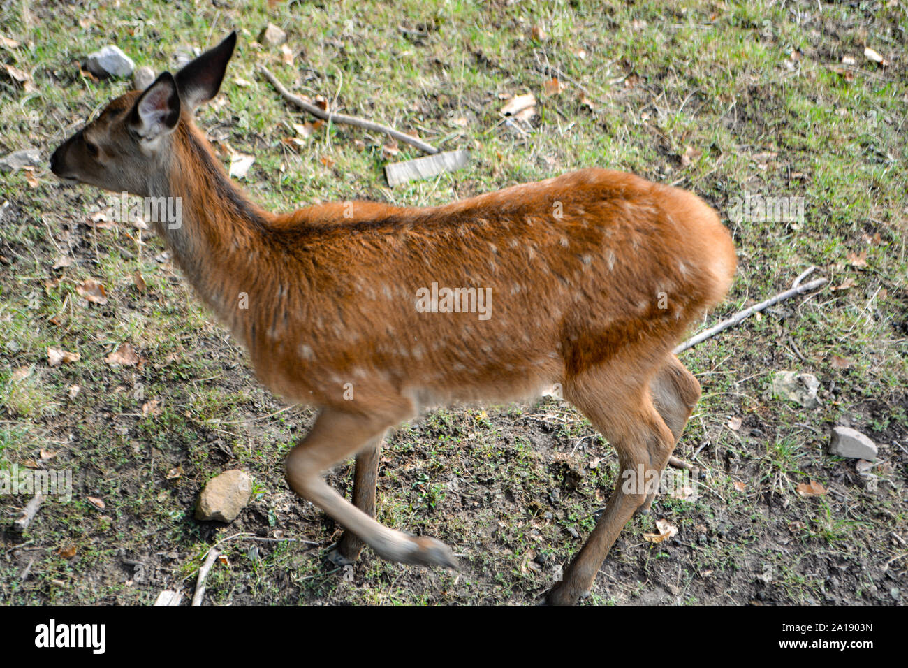 Red deer walking hi-res stock photography and images - Alamy