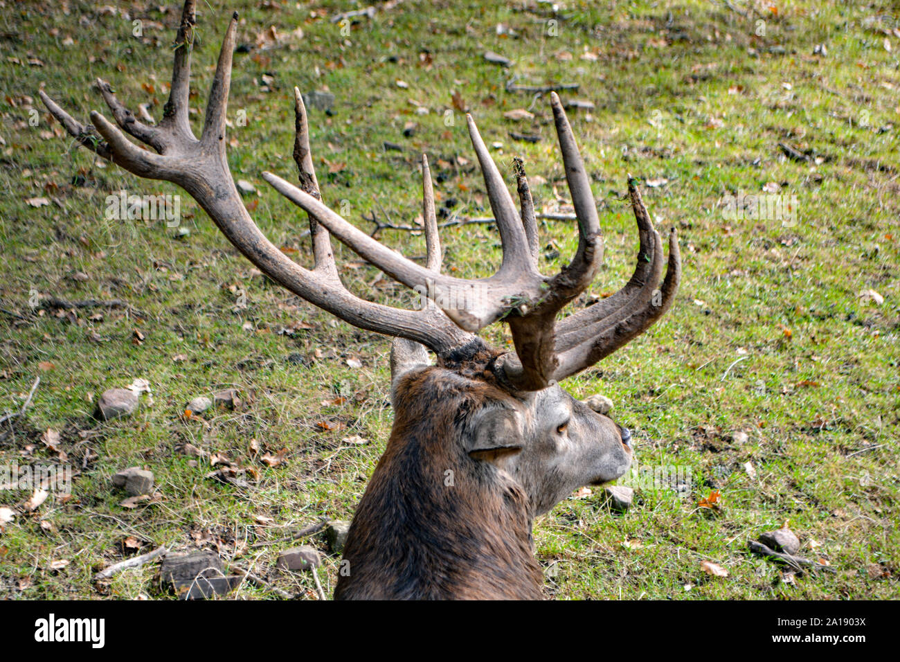 Deer stag in the forest Stock Photo - Alamy