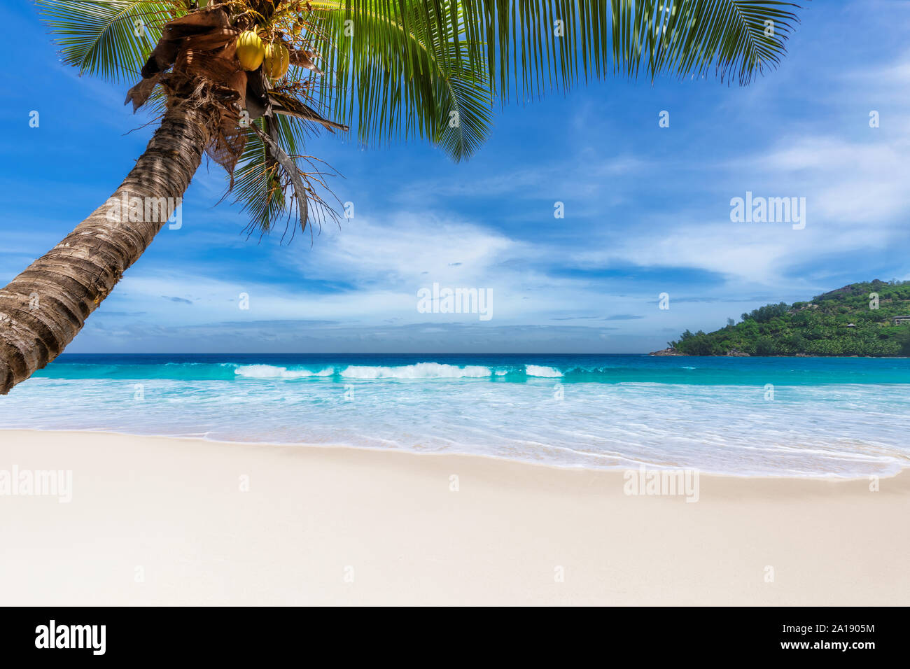 White sand beach with coco palms and tropical sea Stock Photo - Alamy