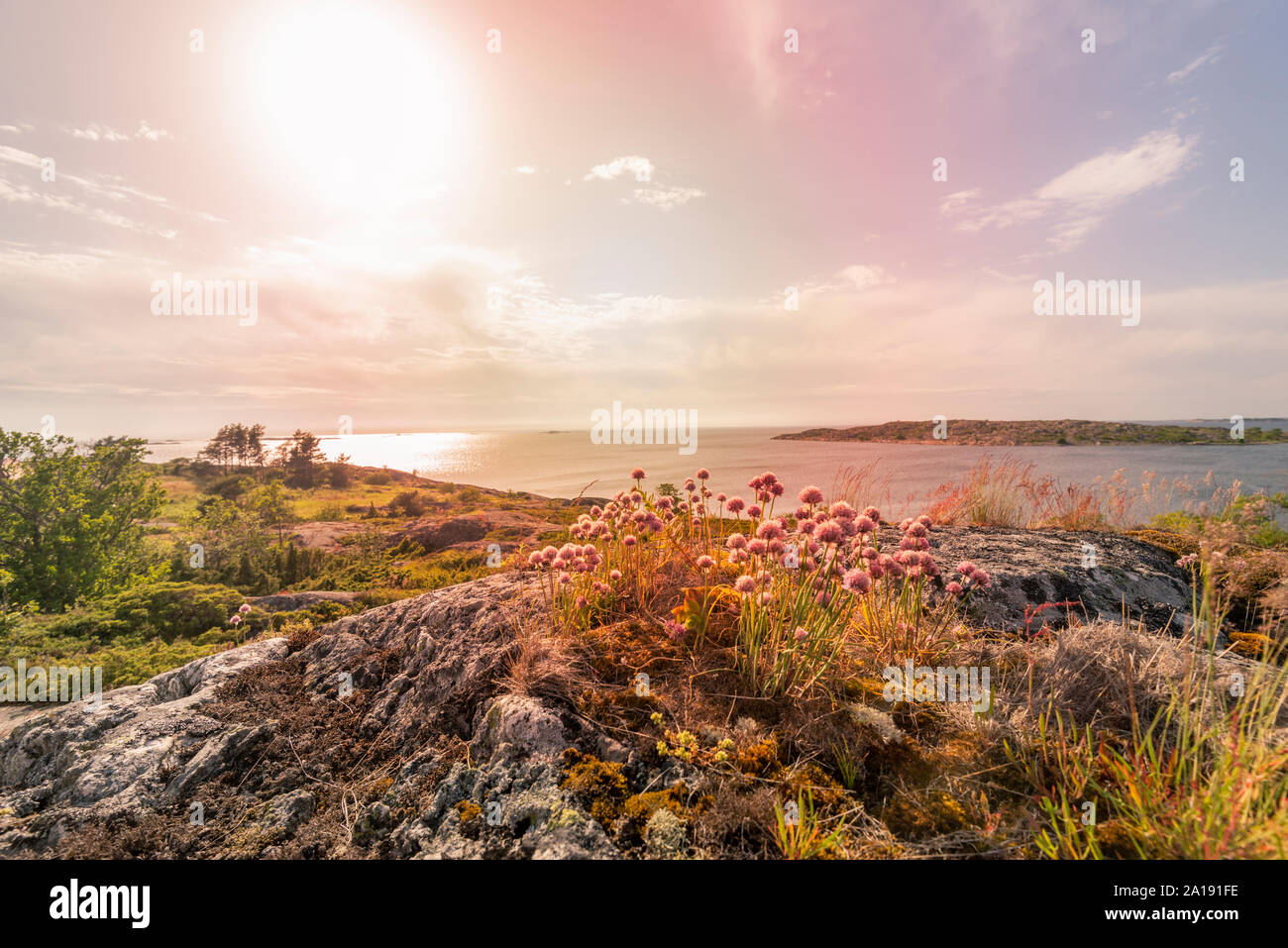 Landscape view of sea, grass, and wild flowers in Finnish island Stock ...