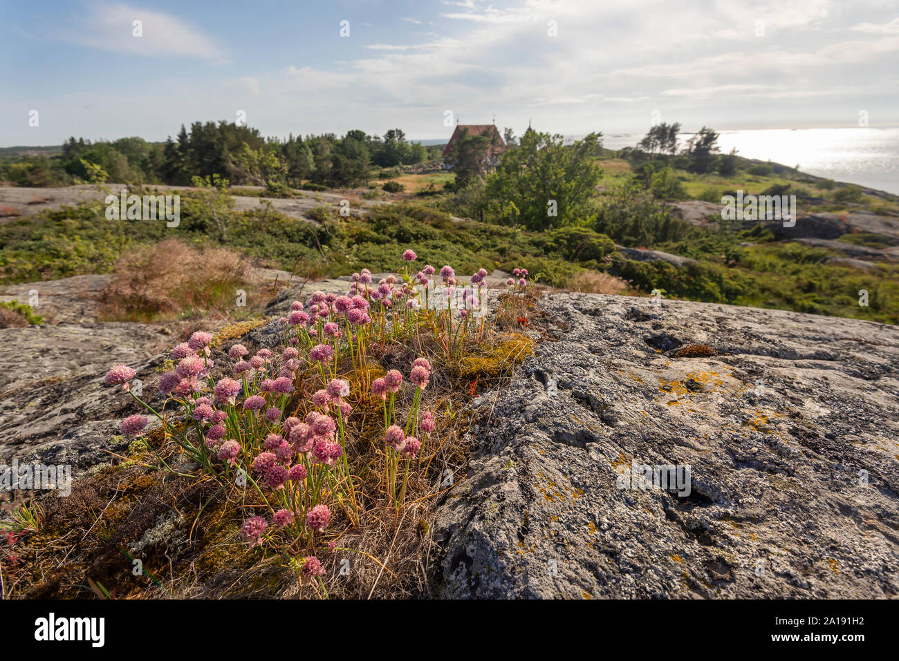 Landscape view of sea, grass, and wild flowers in Finnish island Stock ...