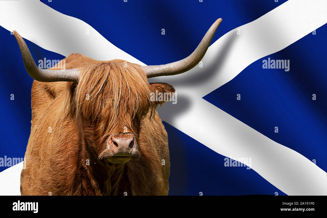 Highland cow fronts the Scottish national flag Stock Photo - Alamy