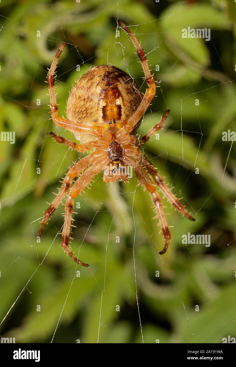 Large garden Spider on its web Stock Photo - Alamy