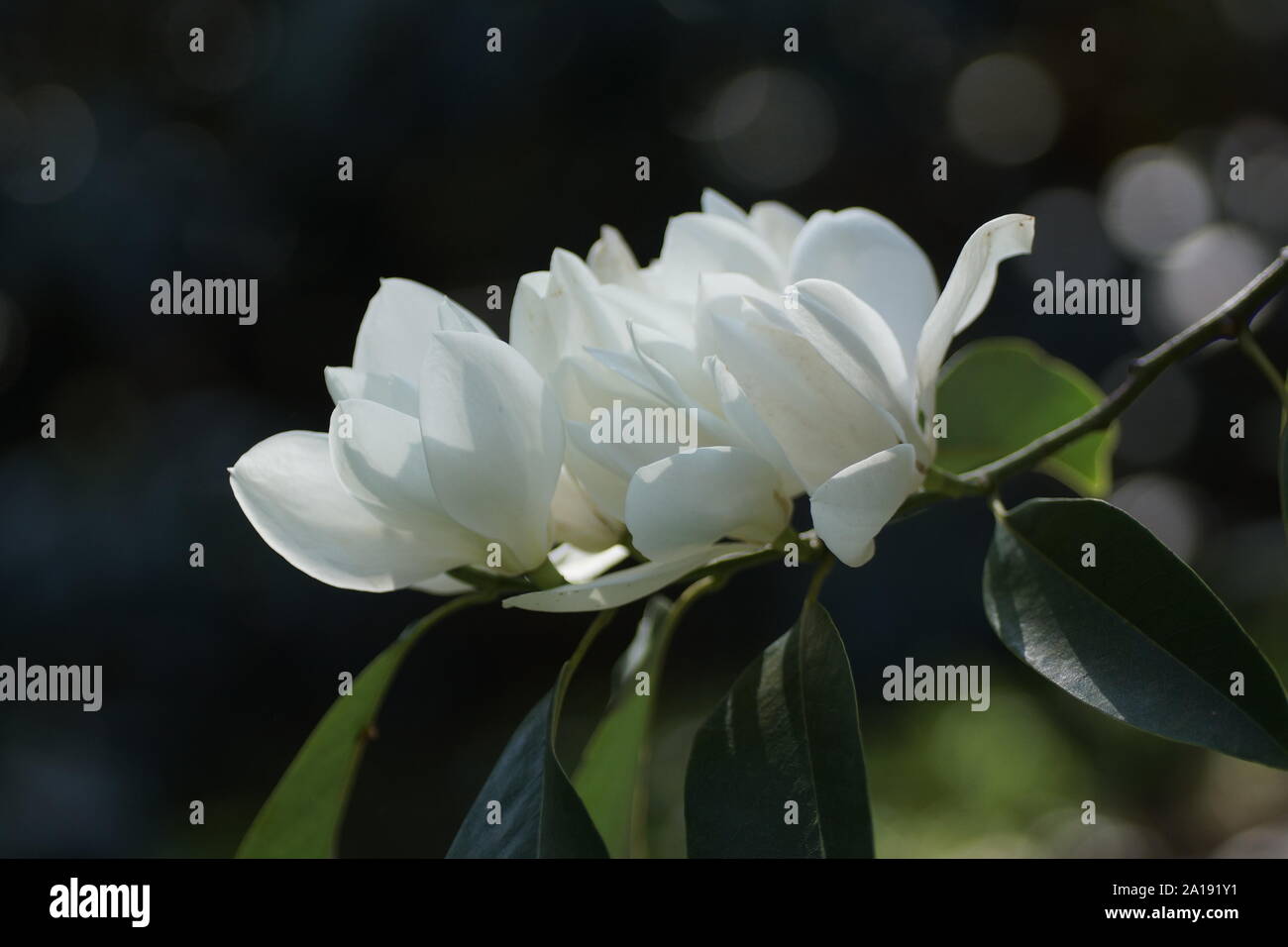 Michelia maudiae hi-res stock photography and images - Alamy