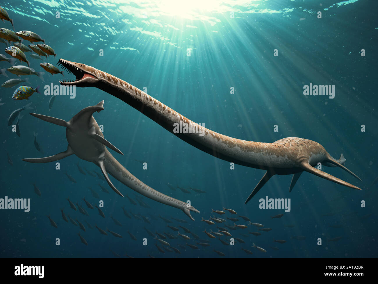 Elasmosaurus Platyurus Wikipedia