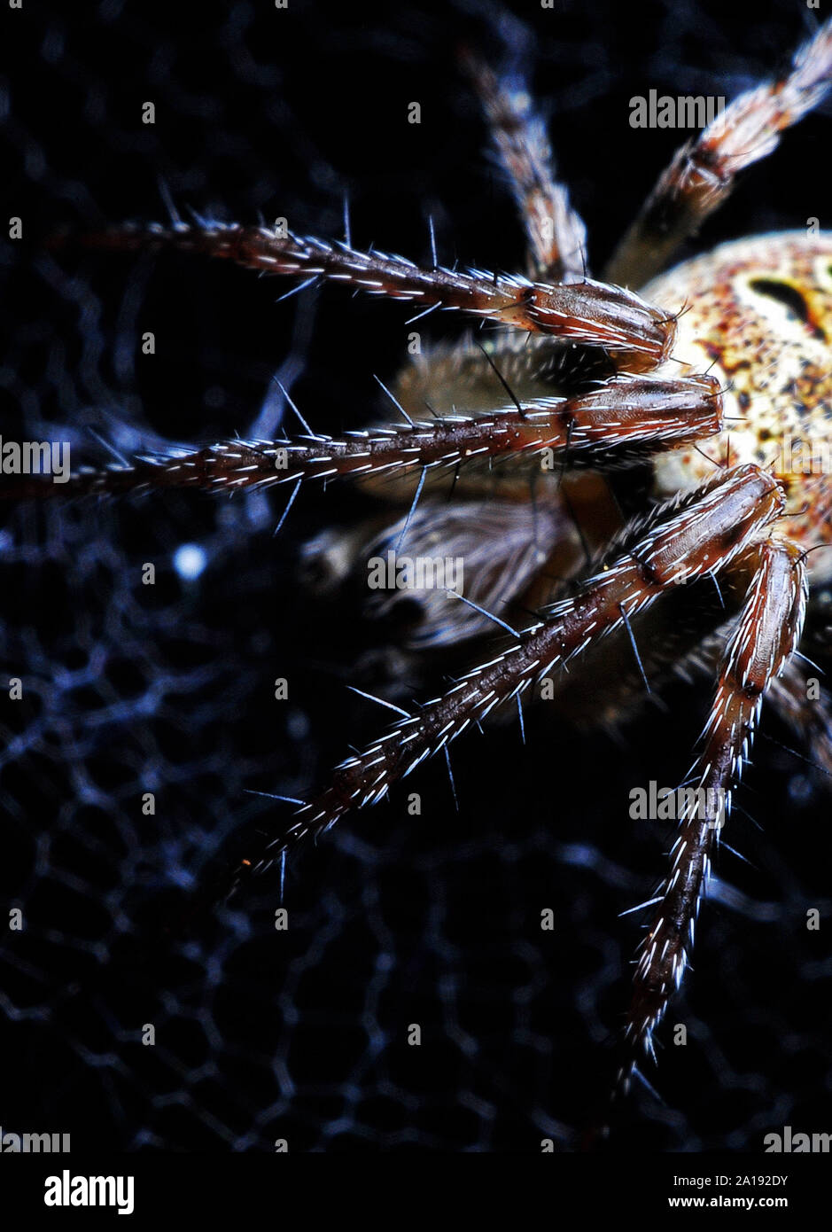 Spider macro photography hi-res stock photography and images - Alamy