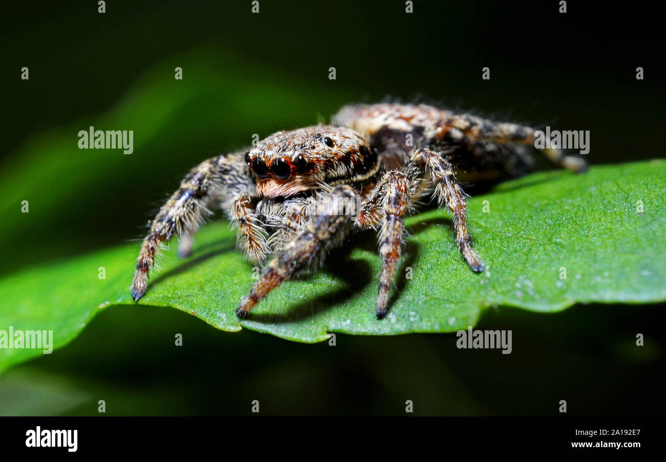 Spider macro photography hi-res stock photography and images - Alamy
