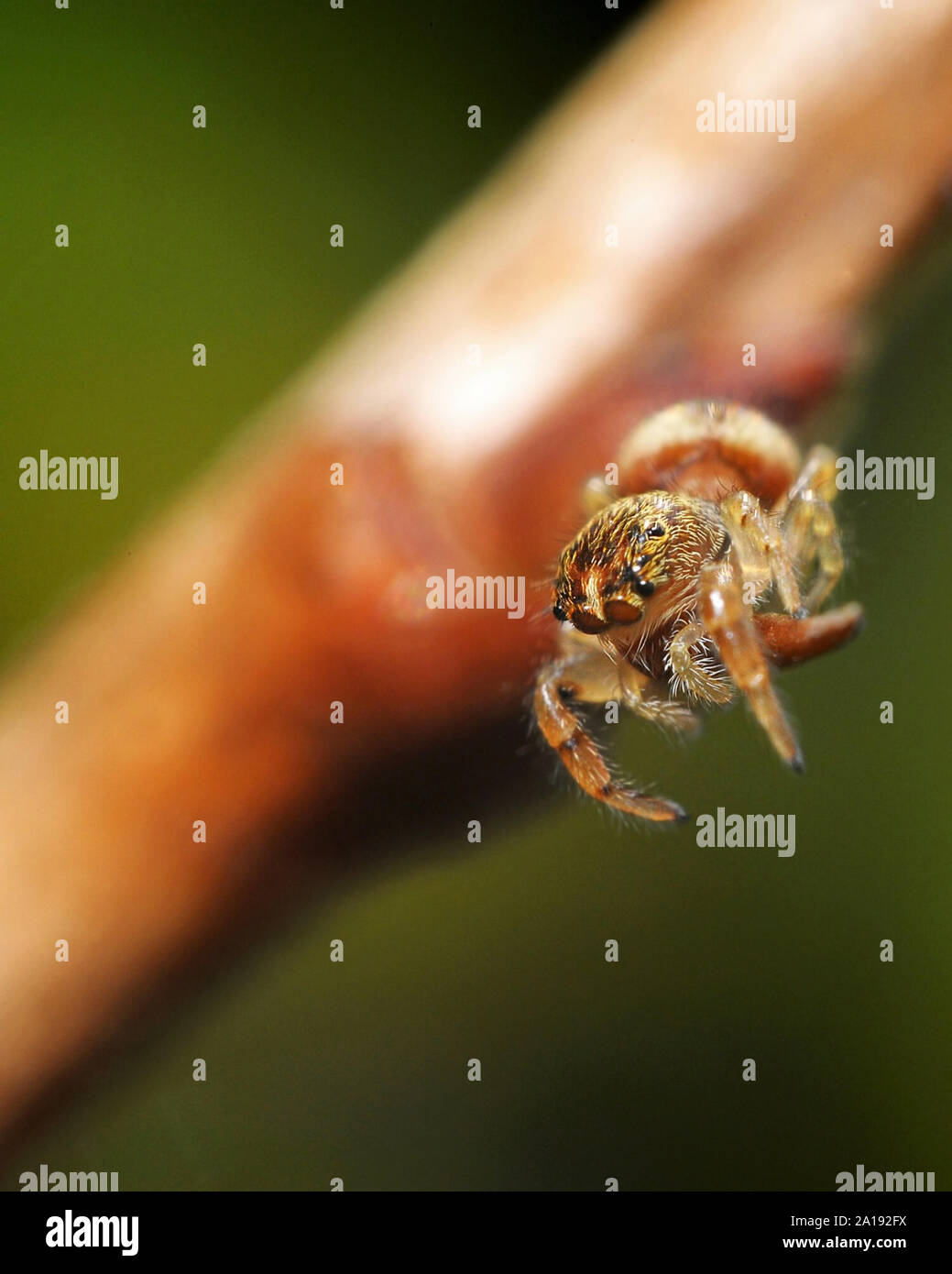 Spider macro photography hi-res stock photography and images - Alamy