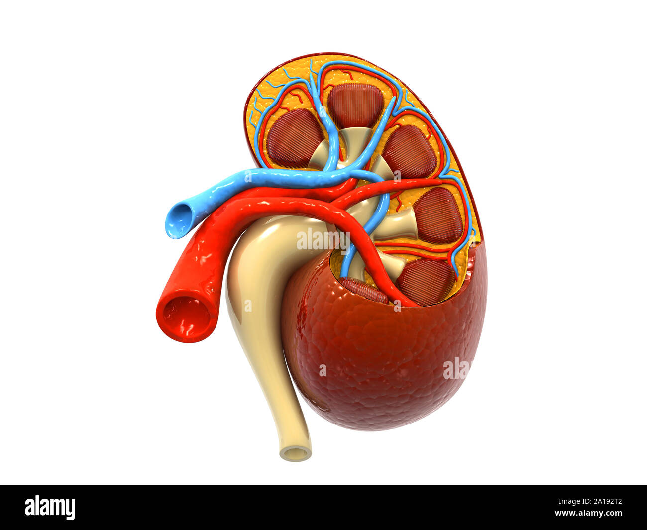 Human kidney anatomy. 3d render Stock Photo - Alamy