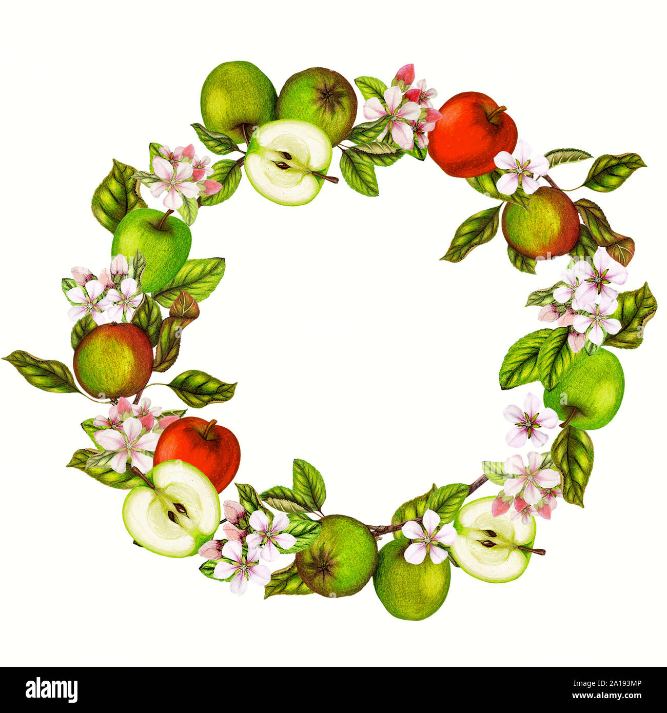 Apples branch drawing illustration Cut Out Stock Images & Pictures - Alamy