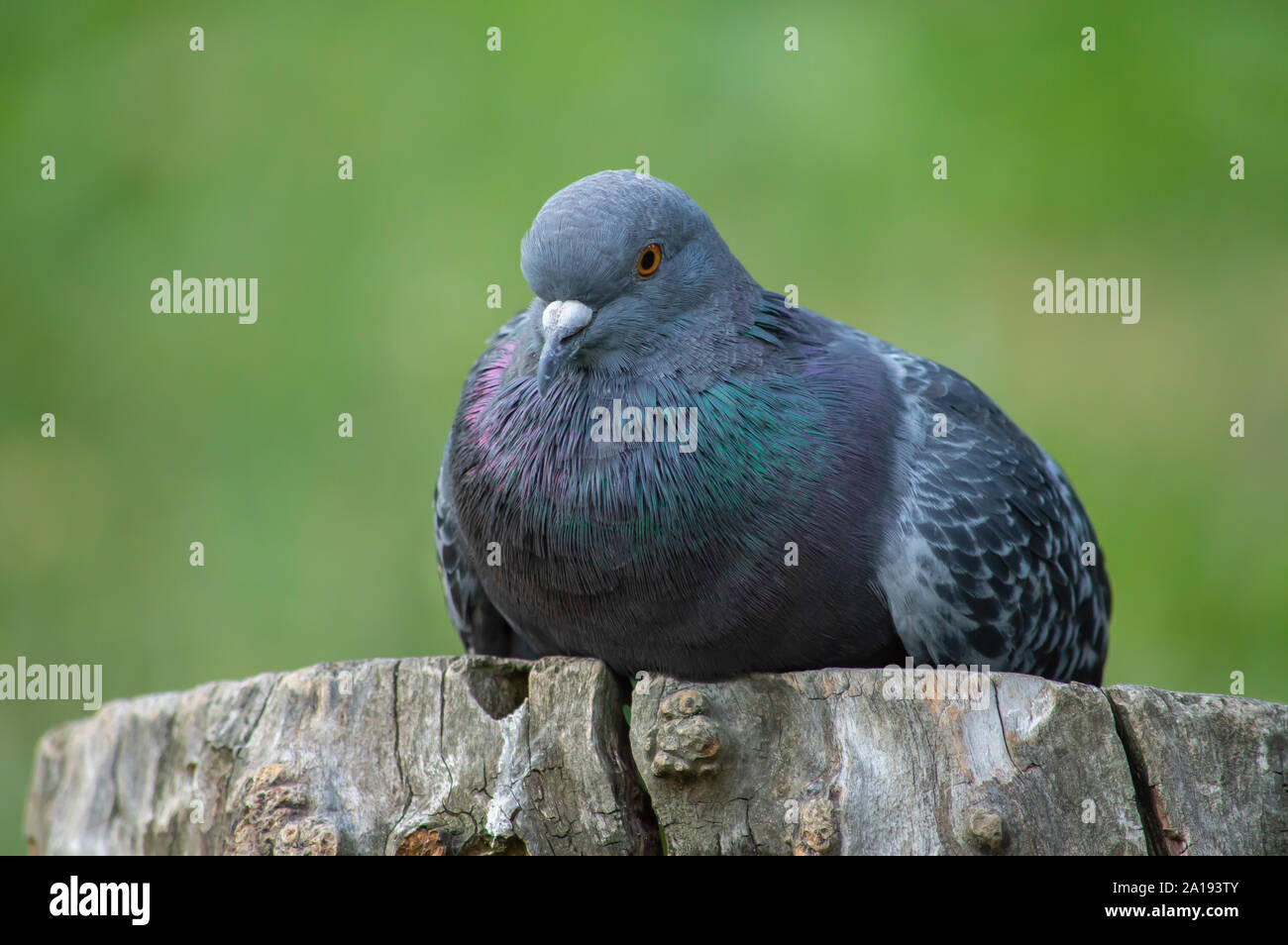 Pigeon resting on a log in forest Stock Photo - Alamy