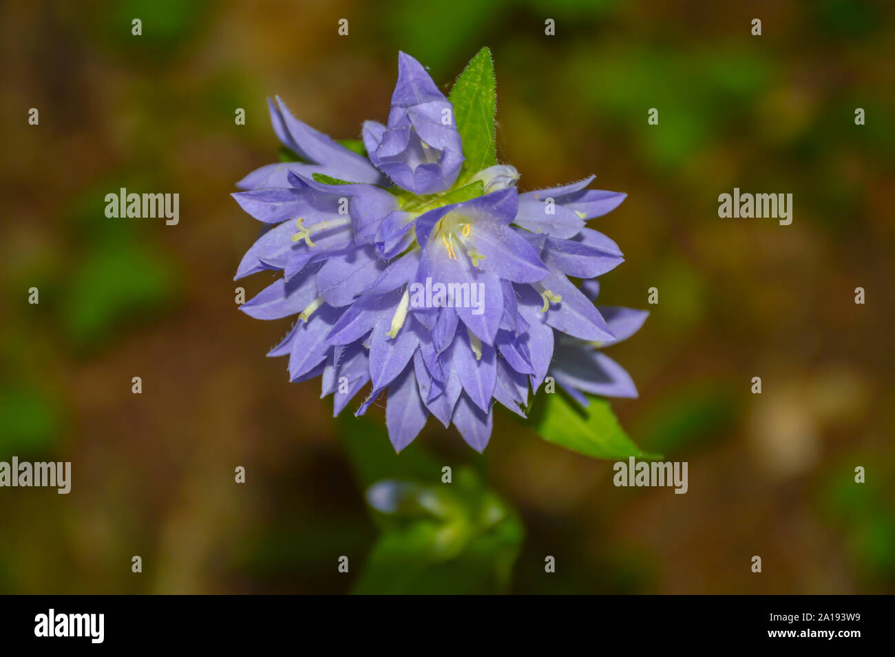 Bell flower hi-res stock photography and images - Alamy