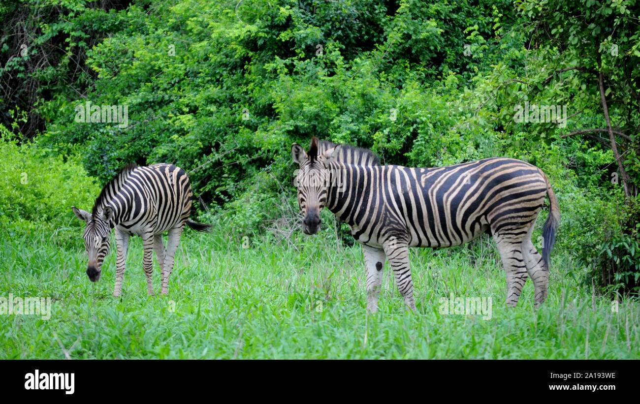 Common zebra (Equus quagga) during the rainy season in Nyala Park ...