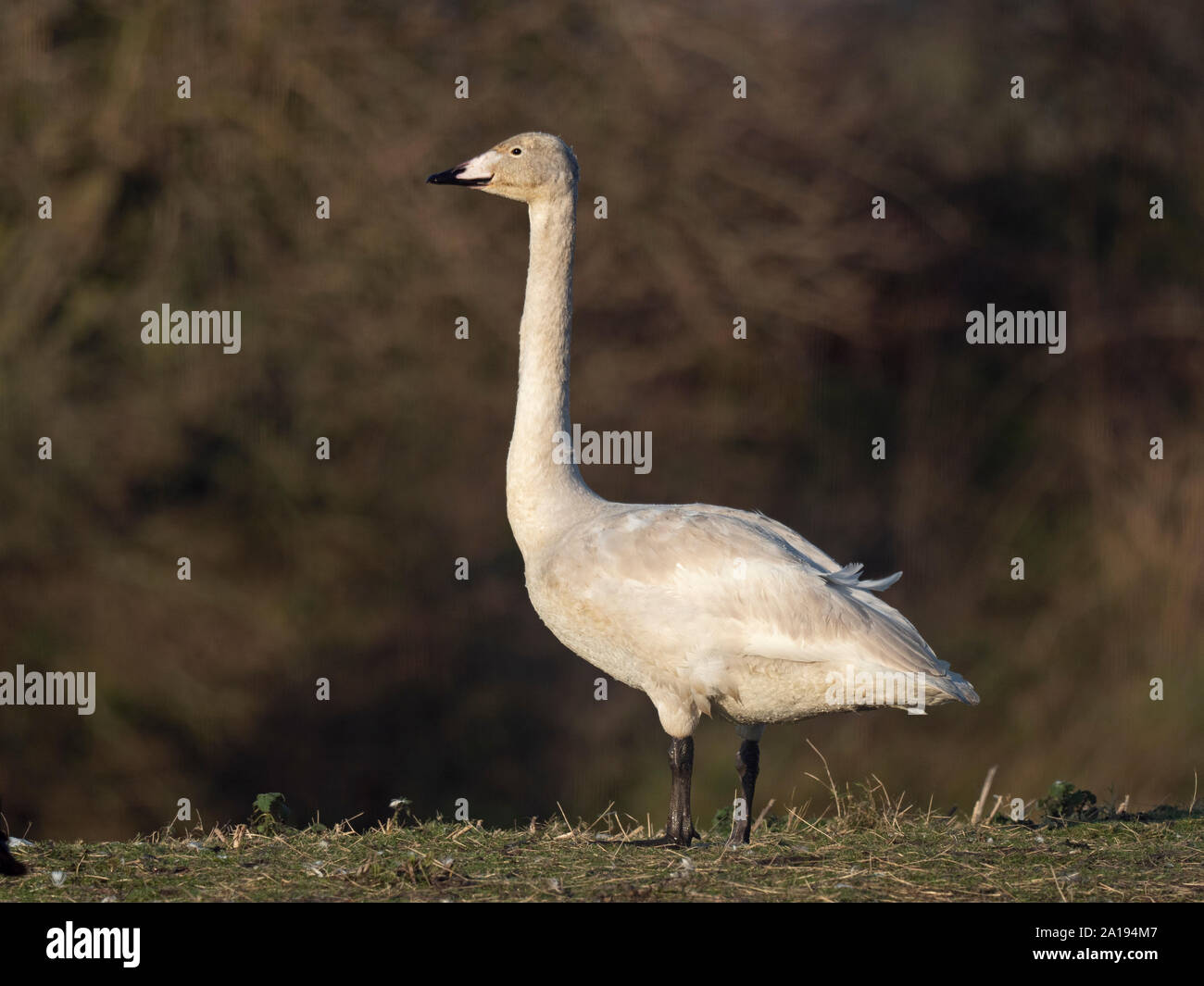 Immature swan hi-res stock photography and images - Alamy