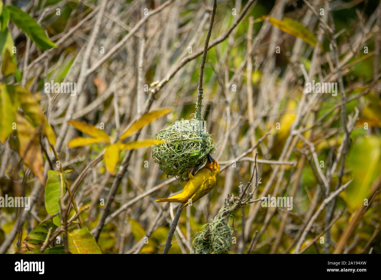 Under the nest hi-res stock photography and images - Alamy
