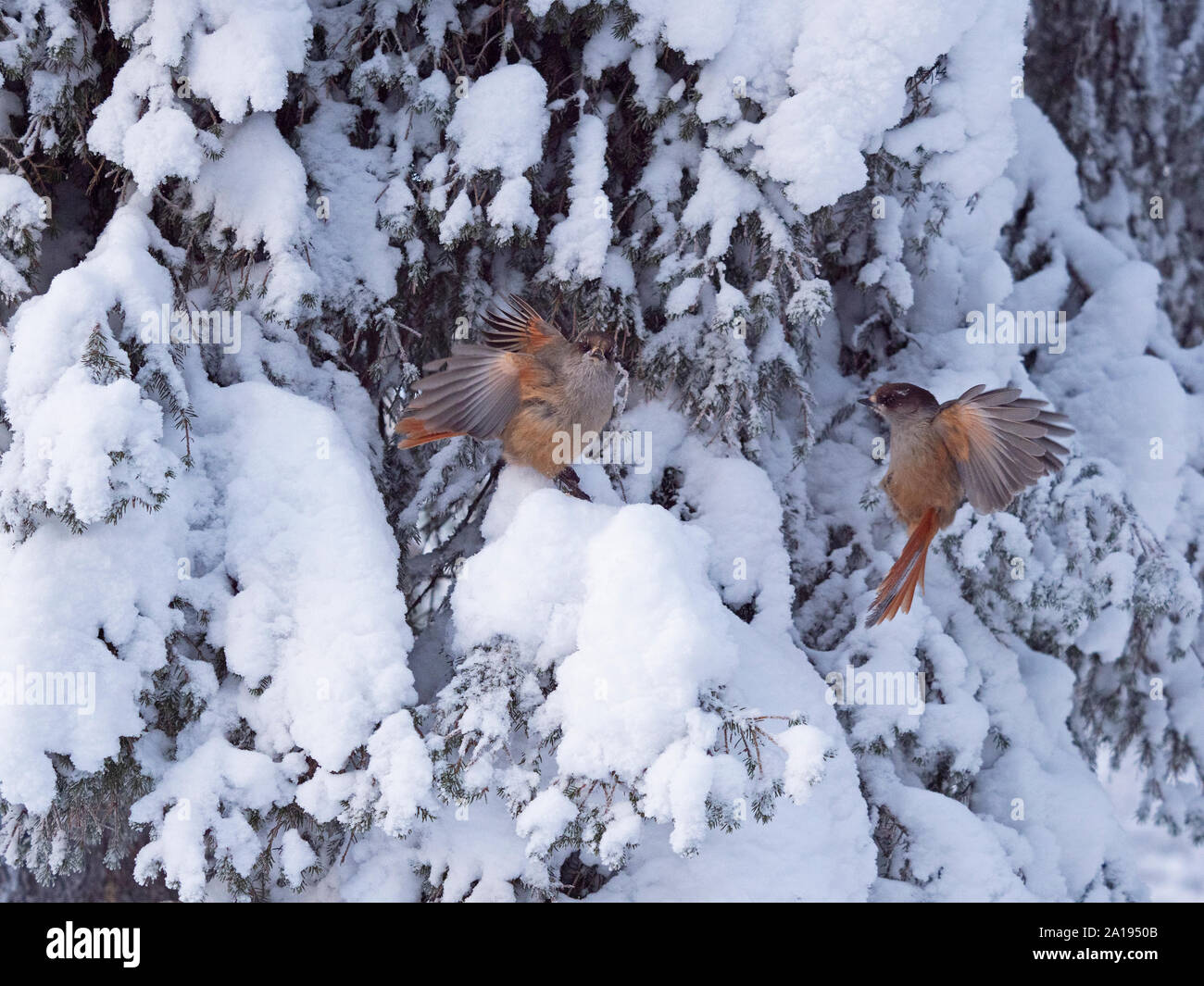 Siberian Jay Perisoreus infaustus Kuusamo, Finland winter Stock Photo ...