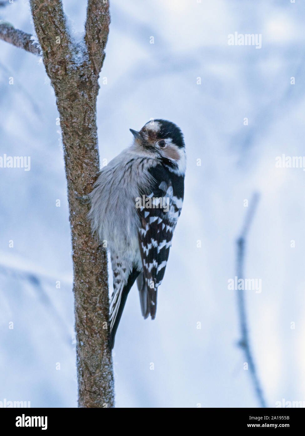 Lesser spotted Woodpecker Dryobates minor female of northern race ...