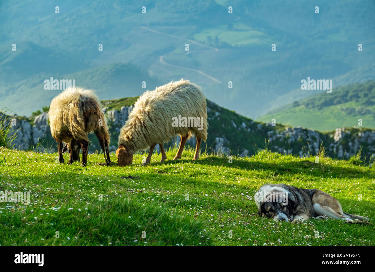 Dog watching sheep hi-res stock photography and images - Alamy