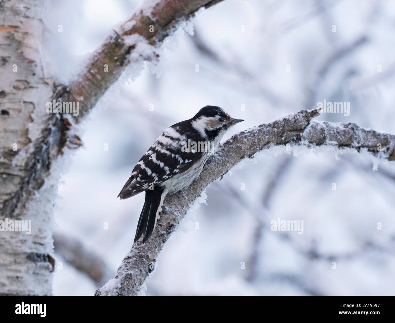 Lesser spotted Woodpecker Dryobates minor female of northern race ...