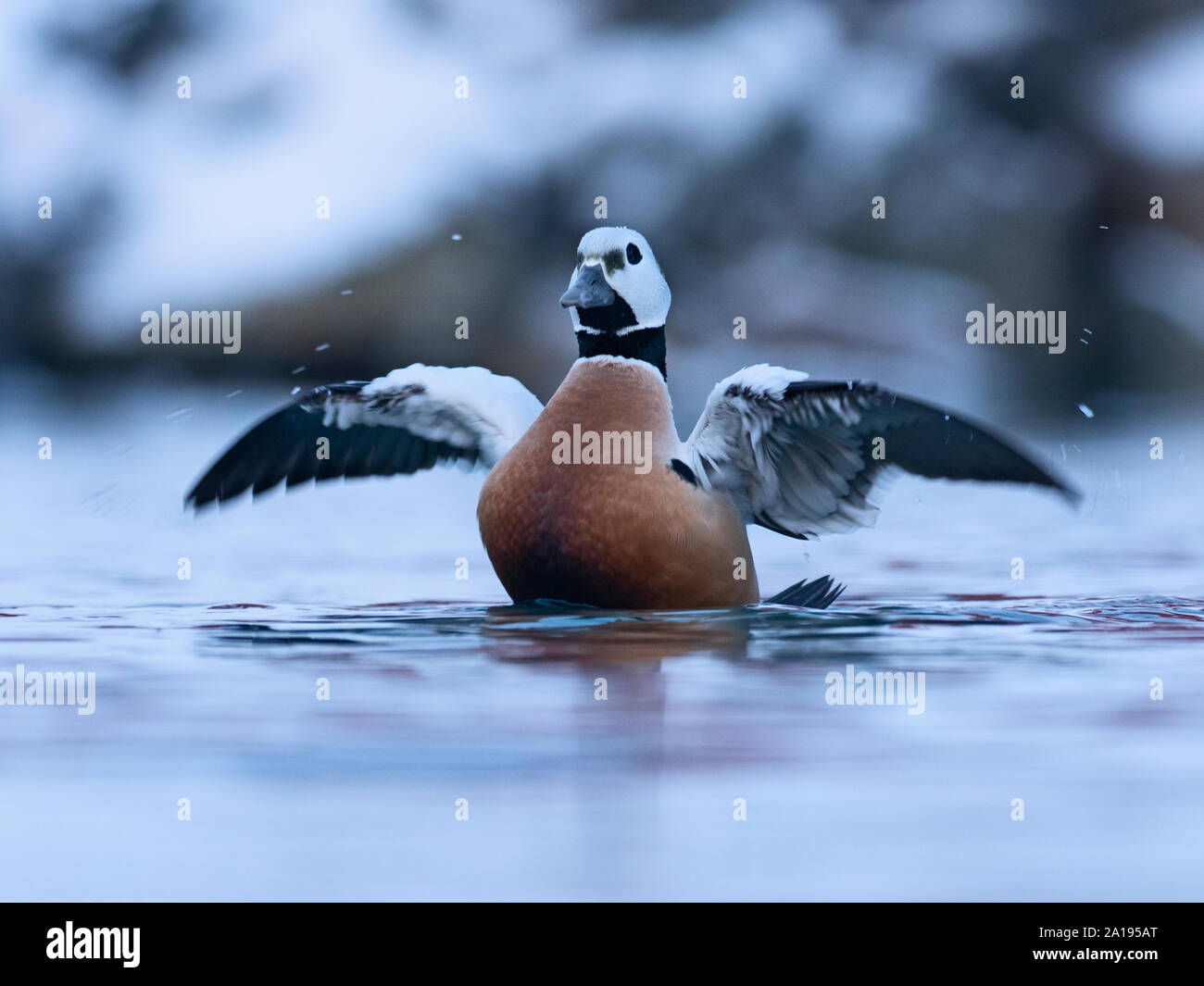 Steller's Eider Polysticta stelleri, male Varanger Fjord, Arctic Norway ...
