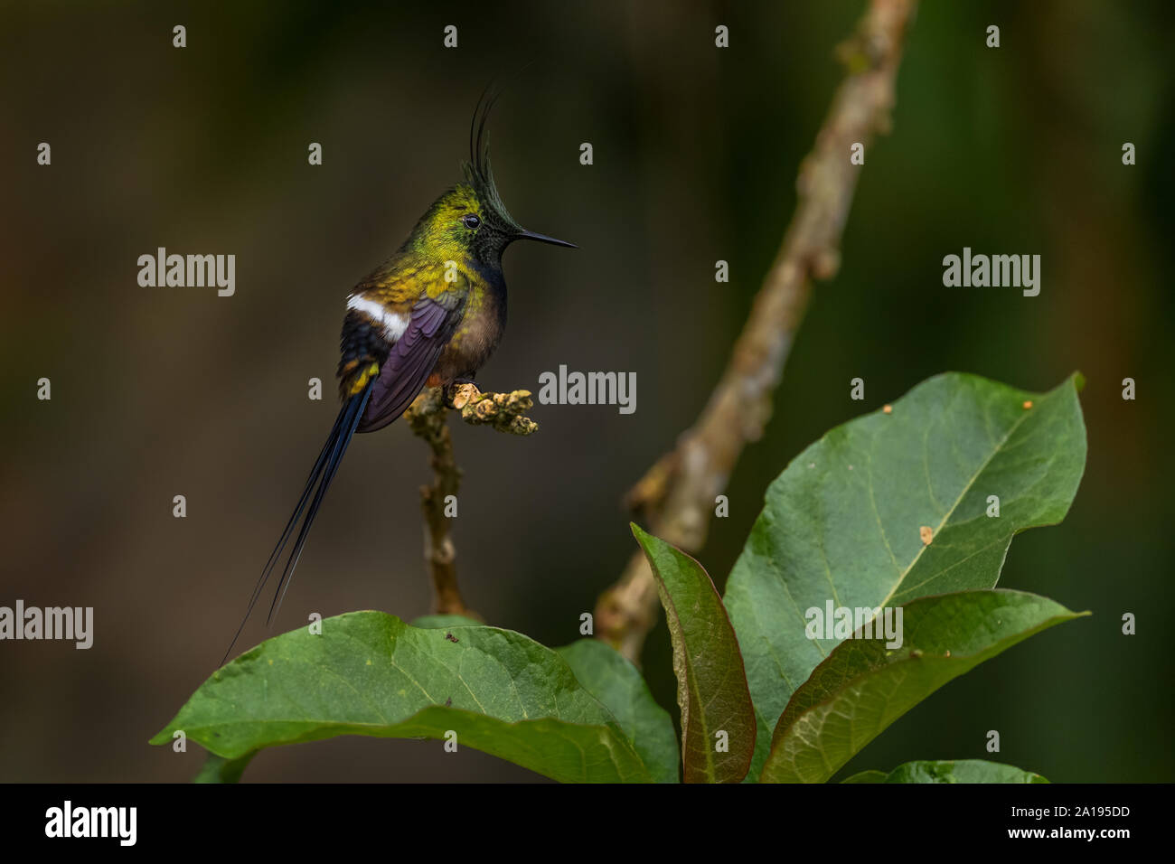 Wire-crested Thorntail - Discosura popelairii, beautiful tiny crested ...