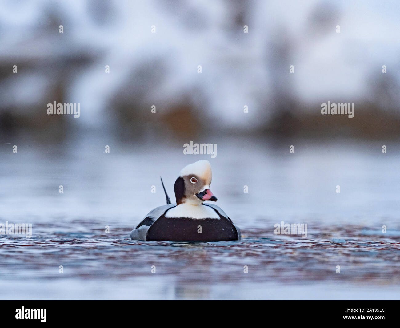 Arctic duck hi-res stock photography and images - Alamy