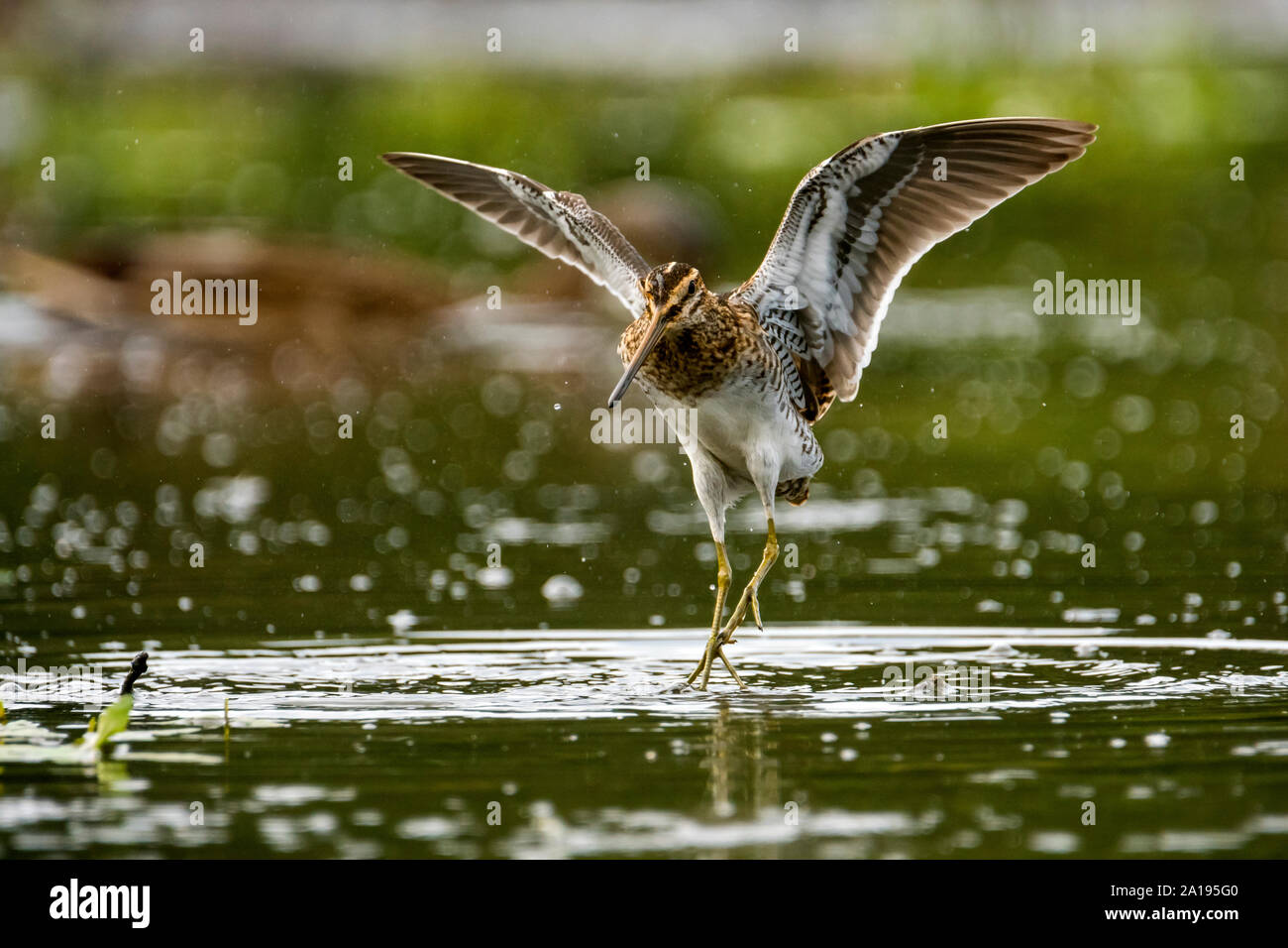 Common Snipe begins the flight Stock Photo - Alamy