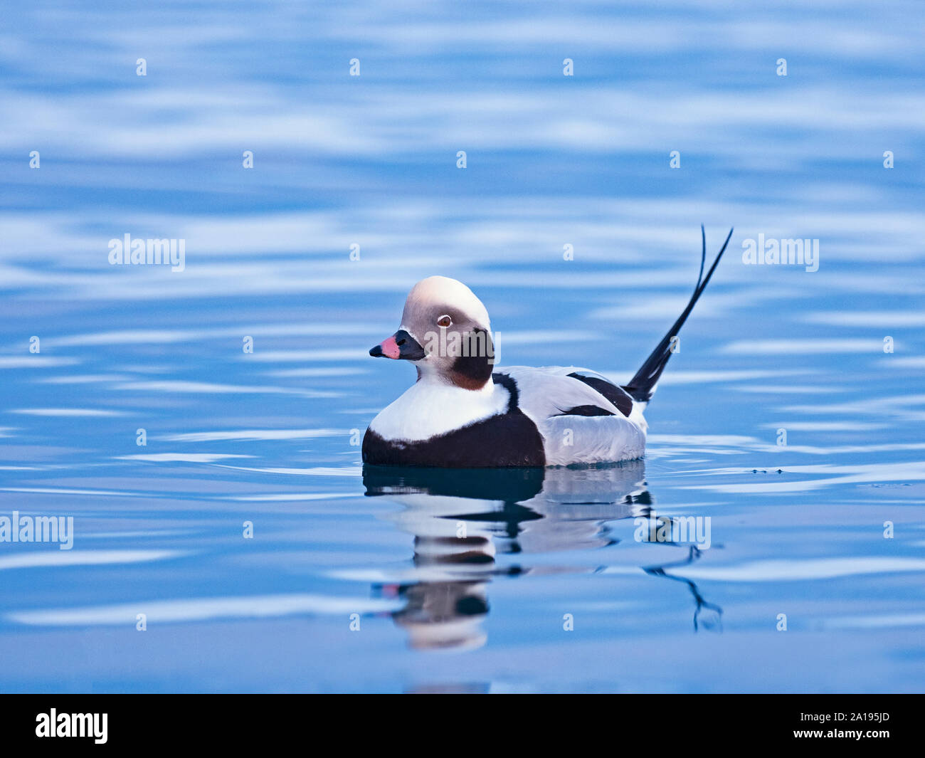 Arctic duck hi-res stock photography and images - Alamy