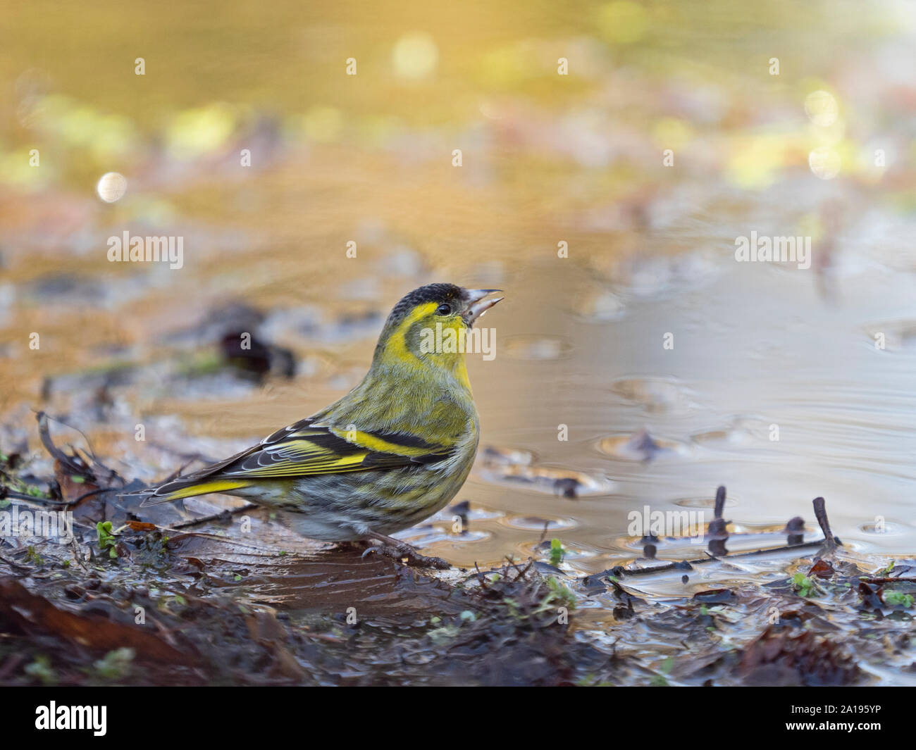 Eurasian Siskin Spinus spinus male drinking at woodland pool Norfolk ...