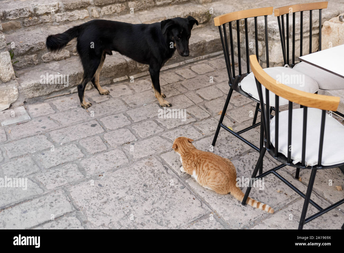 cat meets dog, frightened cat ready to escape Stock Photo - Alamy