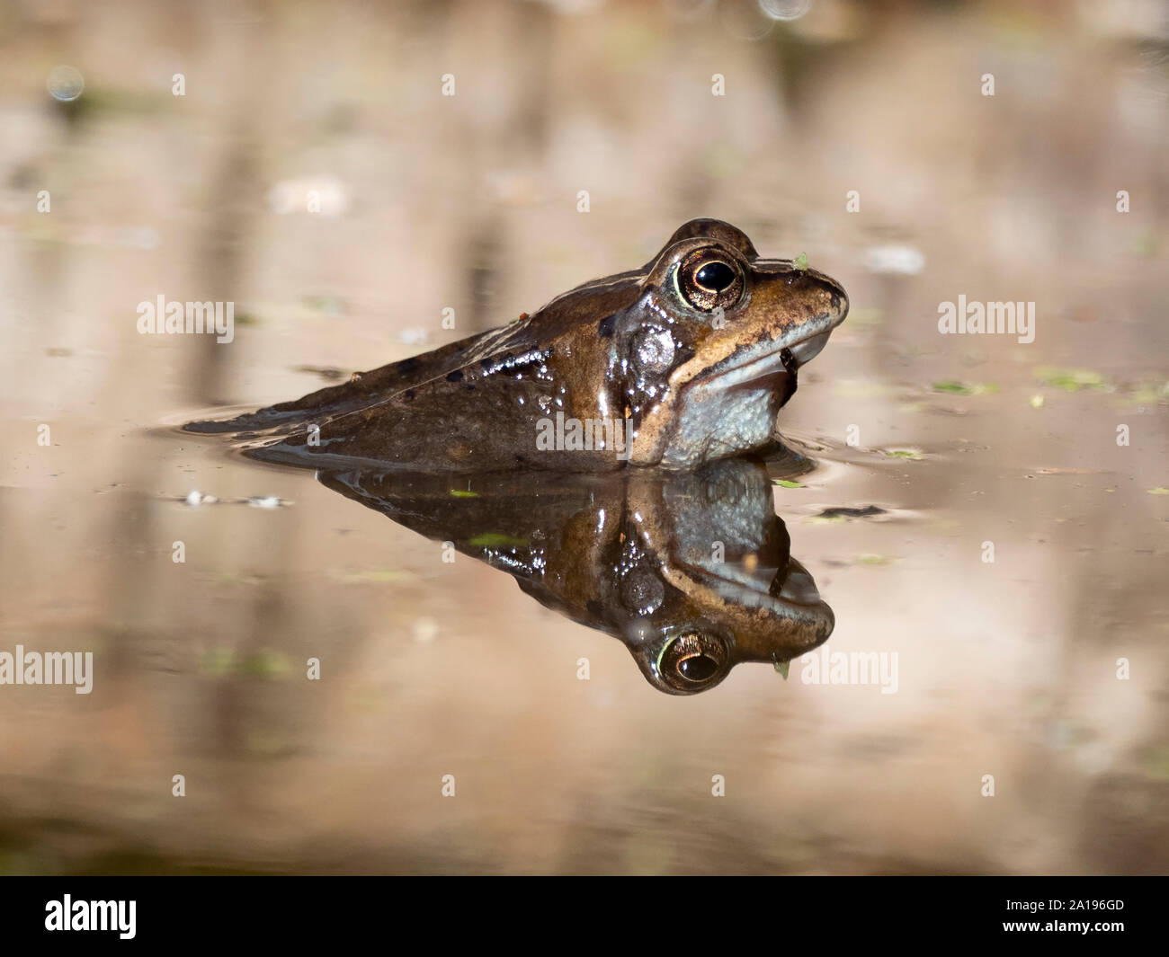 Frog common rana temporaria hi-res stock photography and images - Alamy