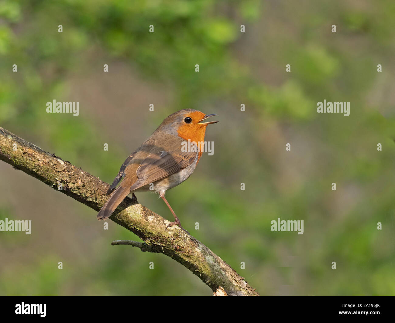 Male robin hi-res stock photography and images - Alamy