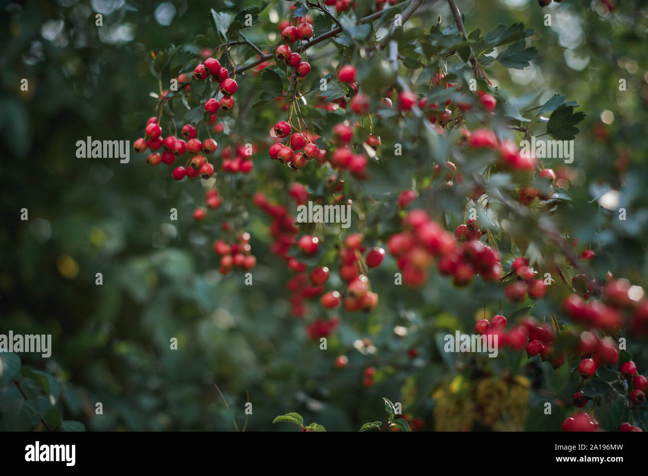 Colorful nature scene with forrest red berry branches that are crisp ...