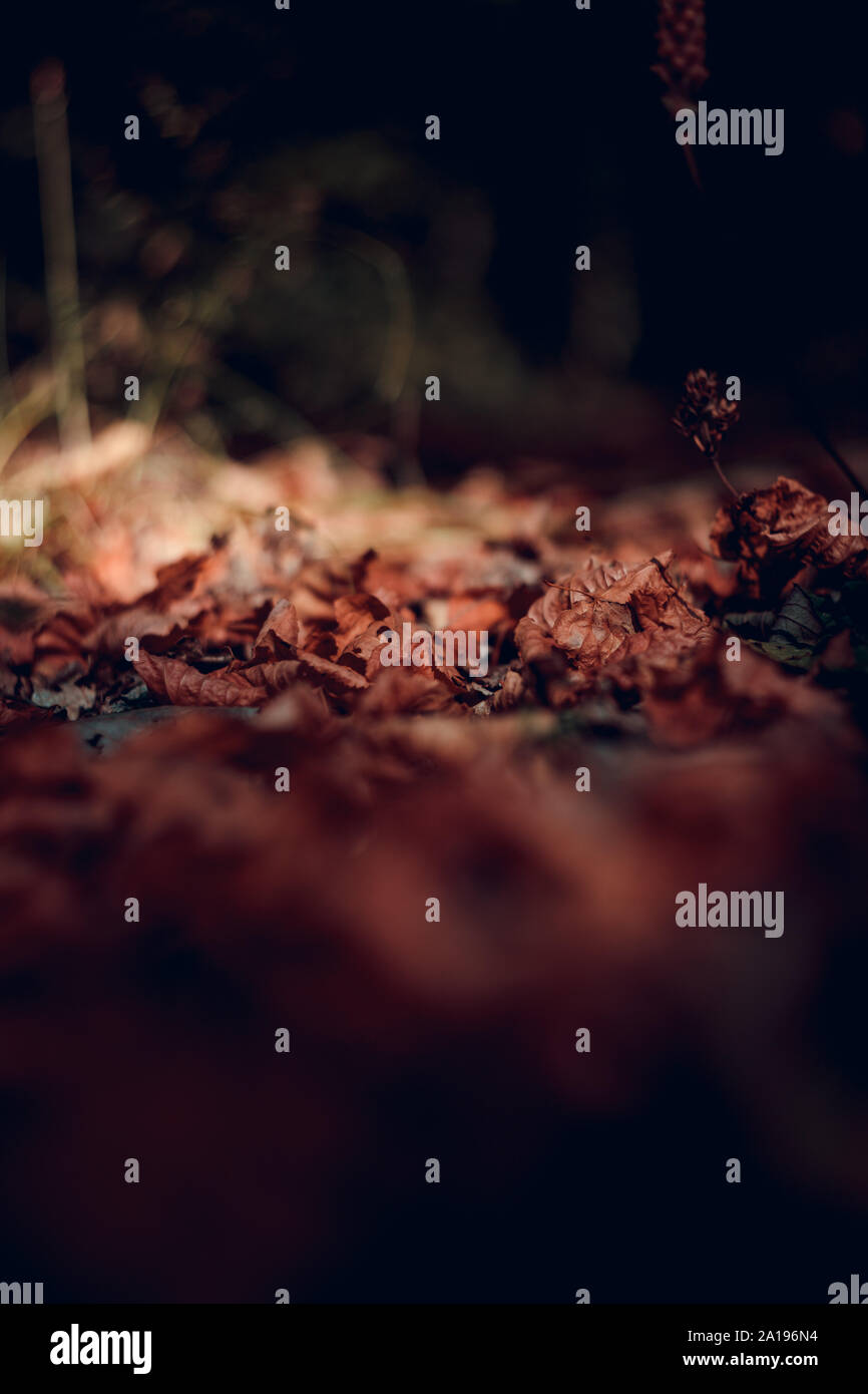 Golden coloration hi-res stock photography and images - Alamy