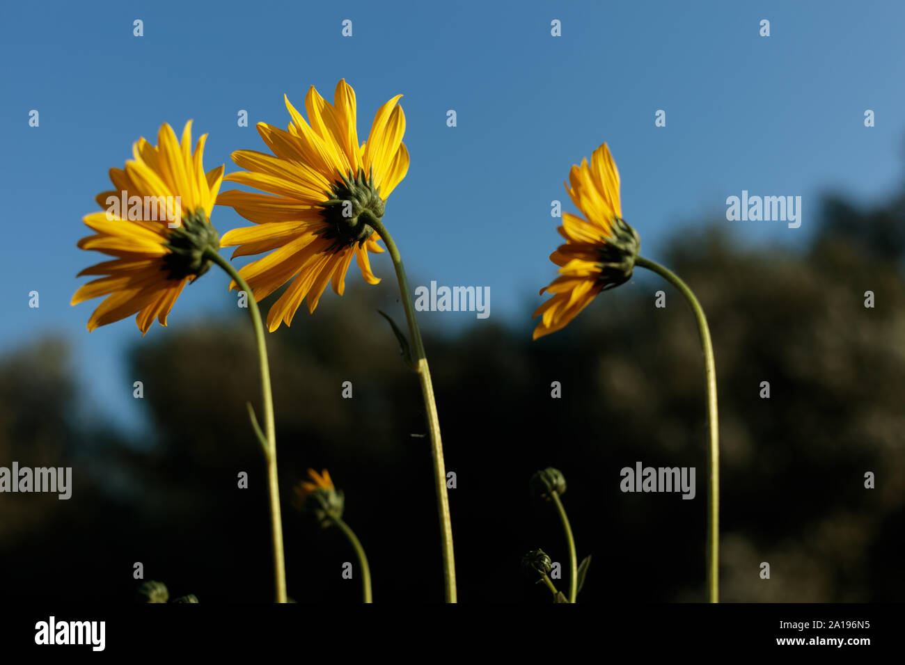 Petal contrast hi-res stock photography and images - Alamy