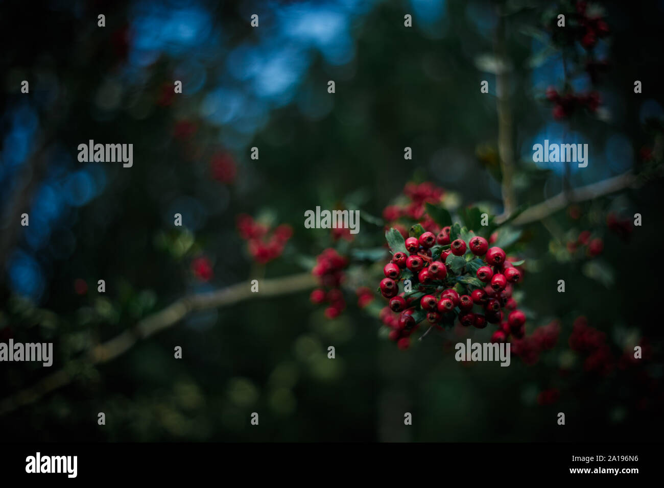 Colorful nature scene with forrest red berry branches that are crisp ...