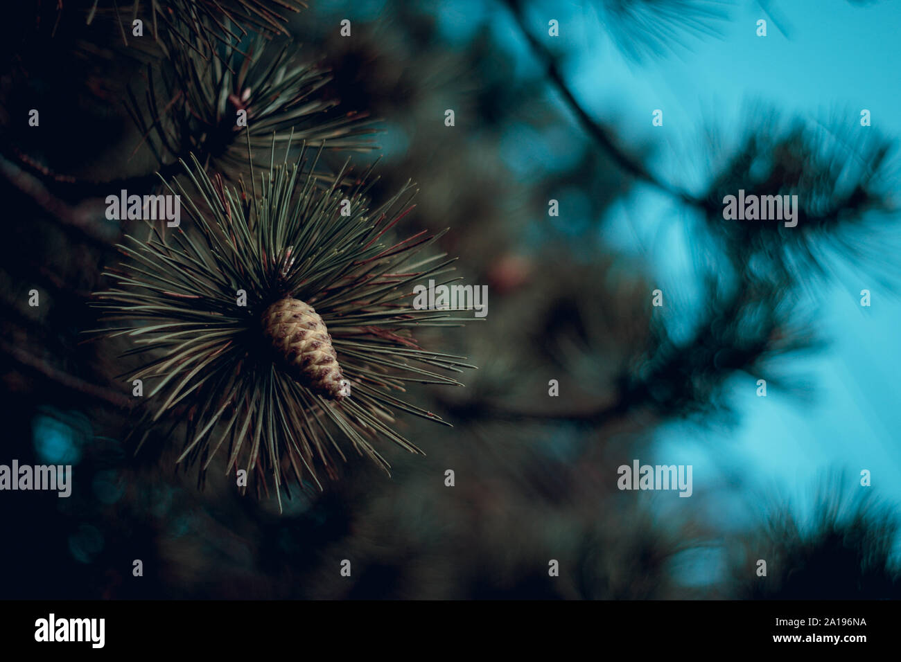 Cone forest hi-res stock photography and images - Alamy