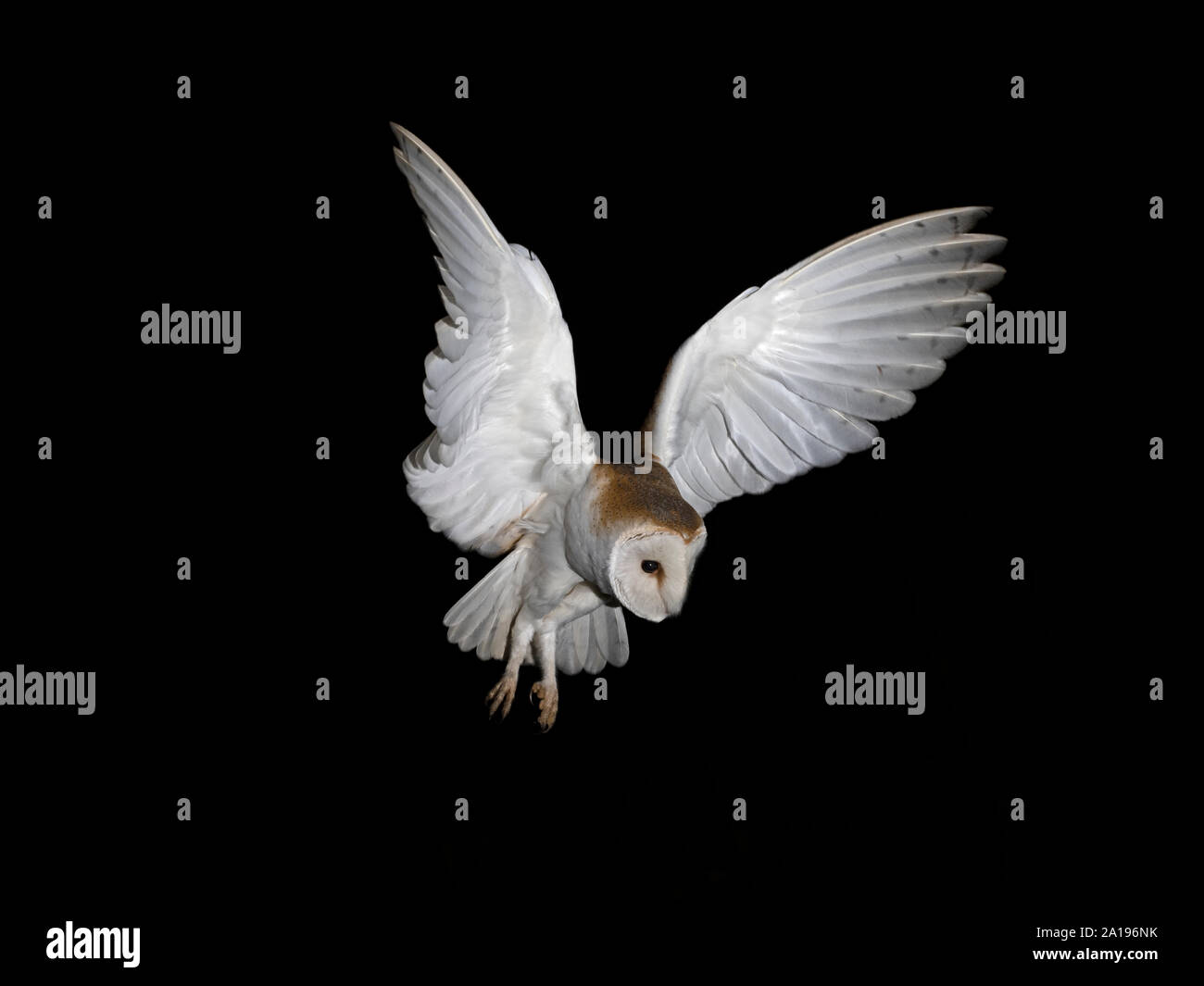 Barn Owl Tyto alba North Norfolk Stock Photo - Alamy