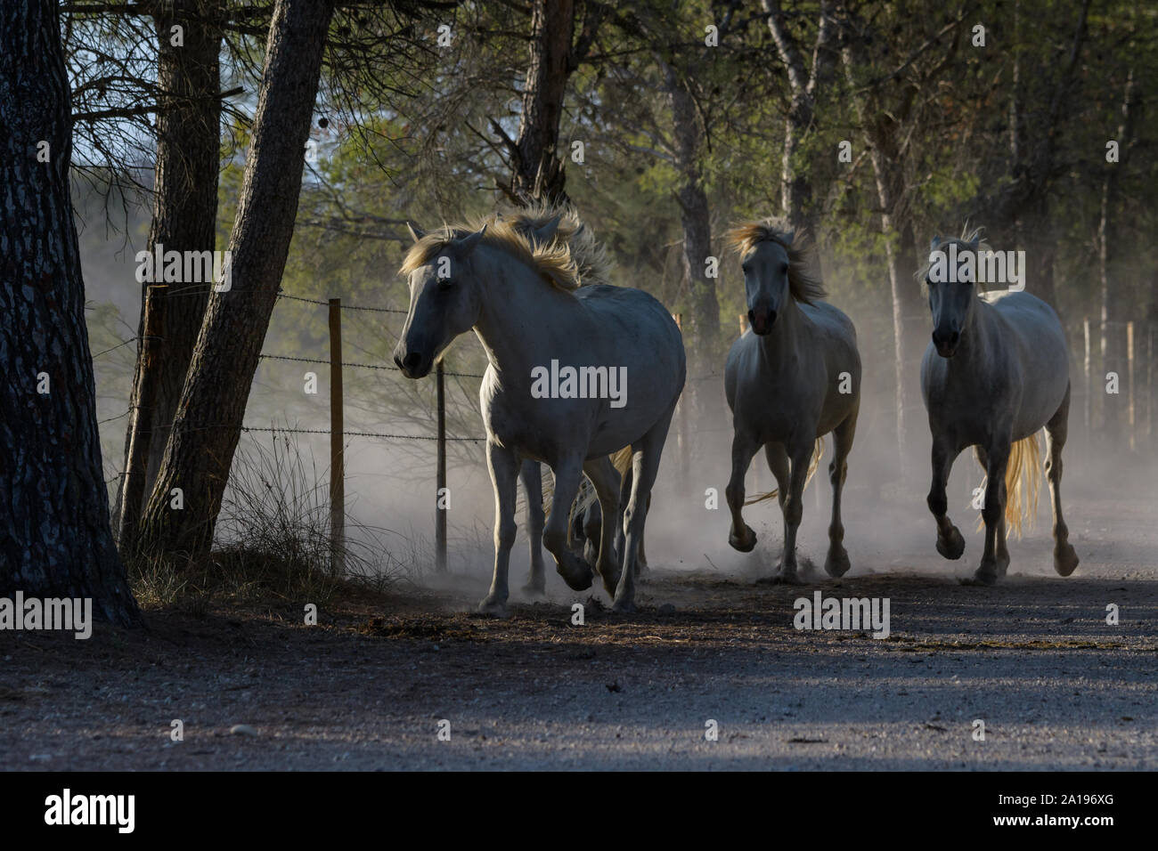 Camargue france path hi-res stock photography and images - Alamy